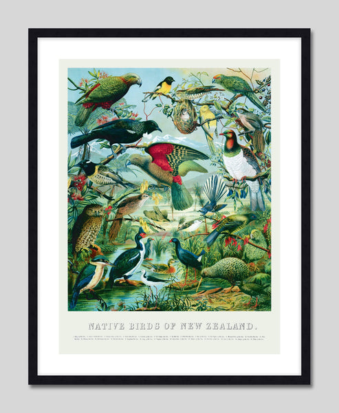 Native Birds of New Zealand by William Schmidt Art Print | Pop Motif