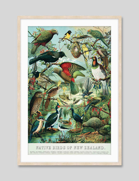 Native Birds of New Zealand Poster | Pop Motif