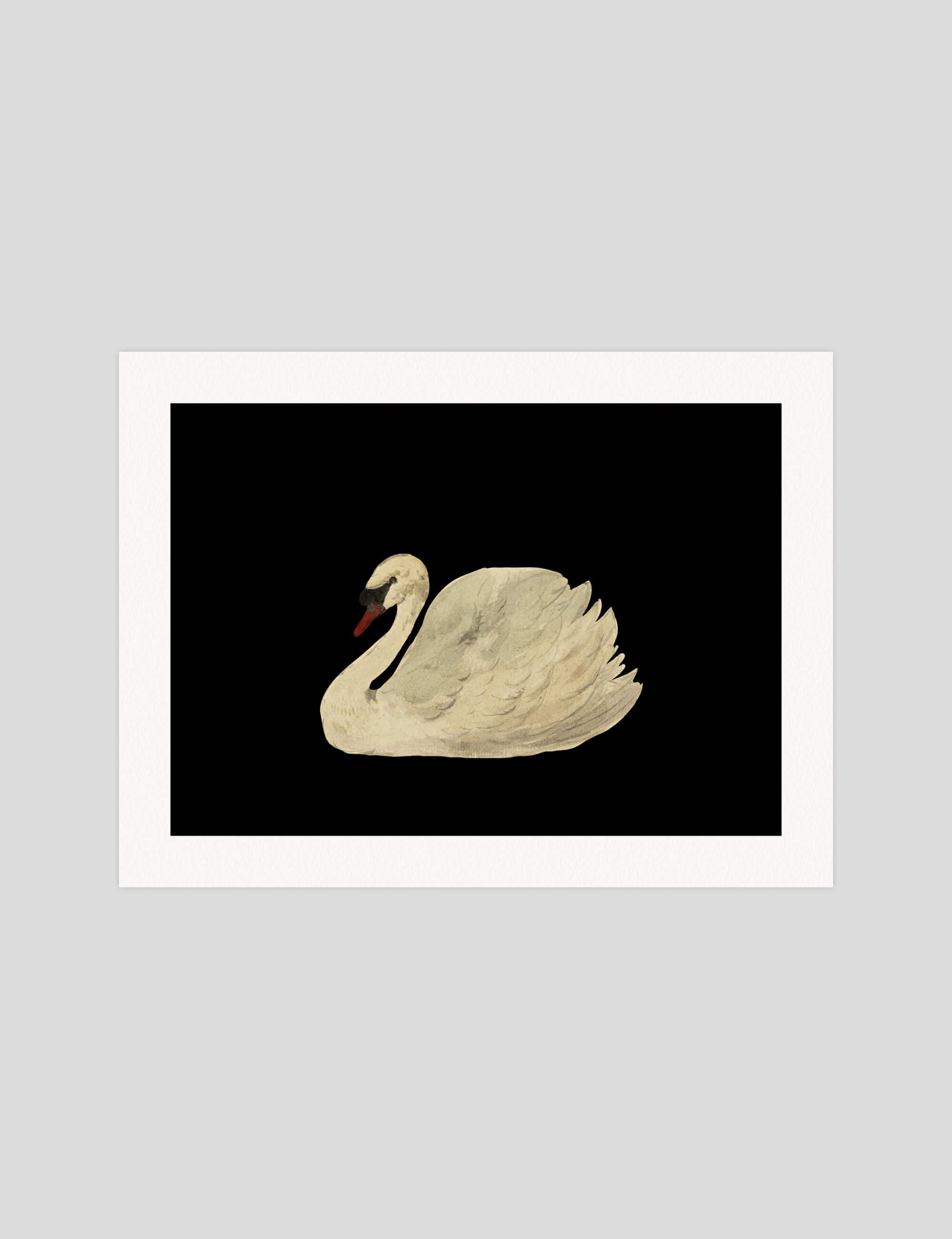 The Swan Art Print | Pop Motif