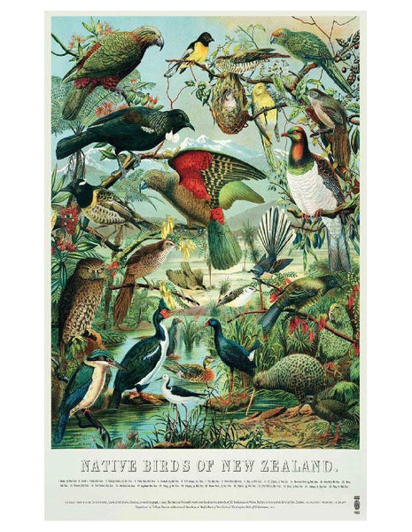Native Birds of New Zealand Poster | Pop Motif