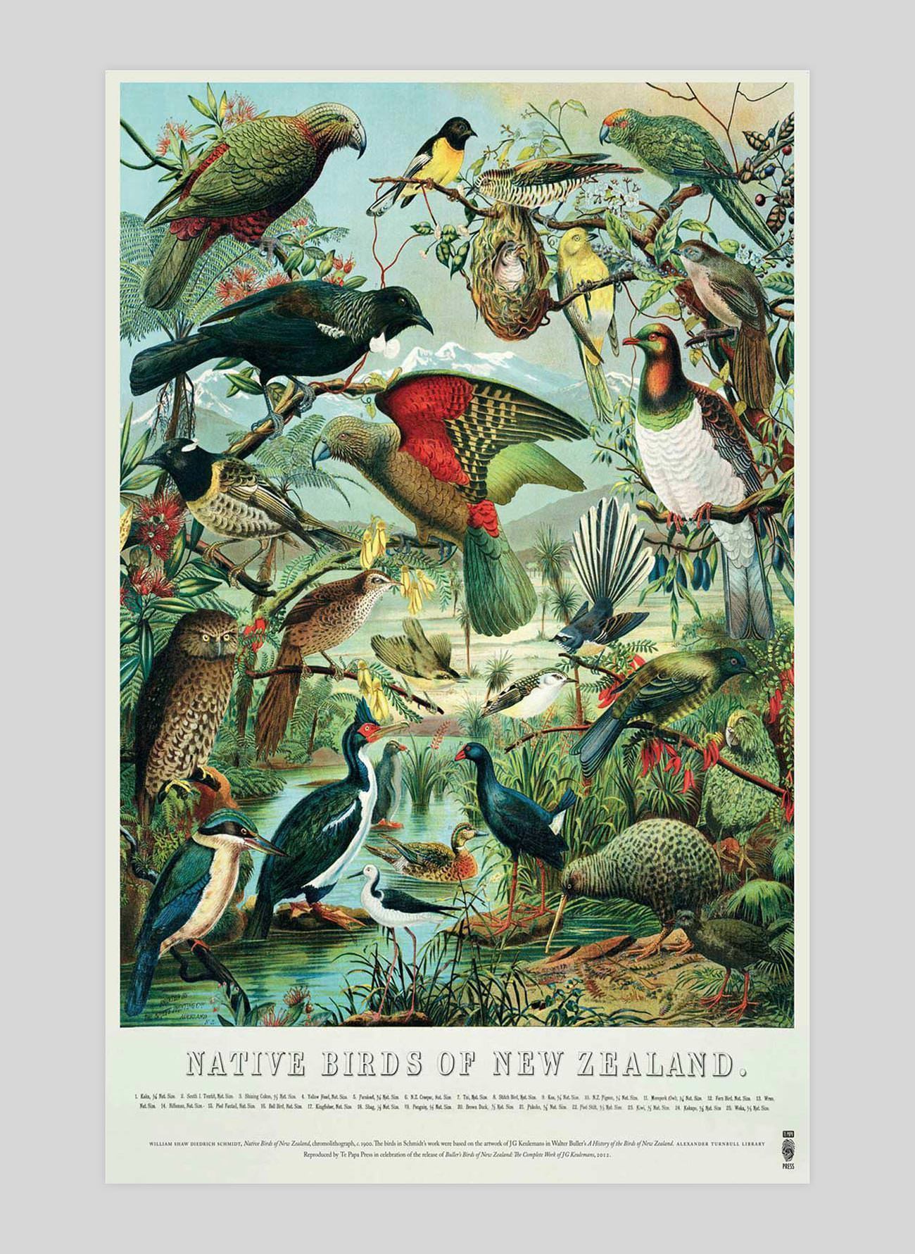 Native Birds of New Zealand Art Print | Pop Motif