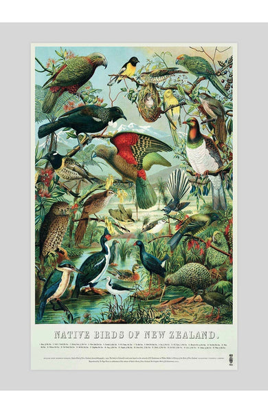 Native Birds of New Zealand Poster | Pop Motif