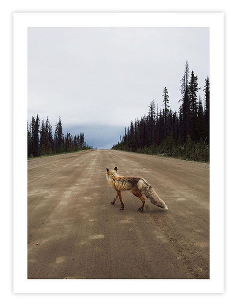 Road Fox by Kevin Russ Art Print | Pop Motif